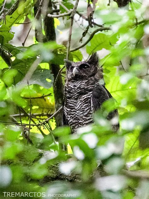 Shelleys Eagle Owl Tremarctos