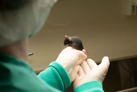 Largest Yet Fragile X Mutation In Mice Confirms Models Shortcomings