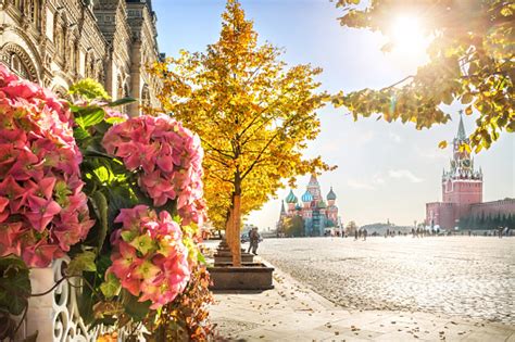 Цветущие Гортензии На Красной Площади В Москве — стоковые фотографии и