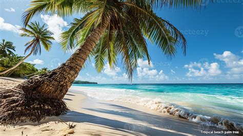 Tropical Sea Summer Beach And Palm Trees Nature And Landscape Travel
