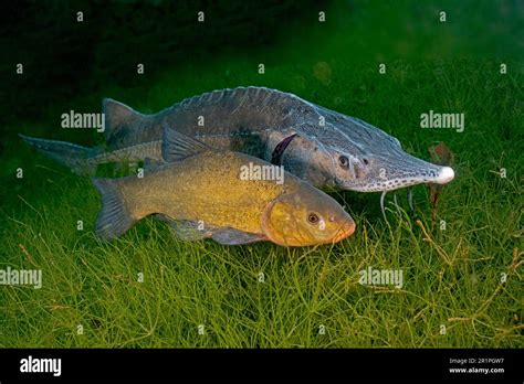 Tench Tinca Tinca Russian Sturgeonacipenser Gueldenstaedtii Stock