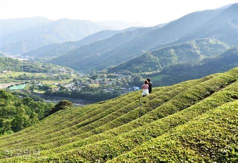 이런 여행 십리벚꽃 지면 우전차의 계절 차담 나누고 반달곰 만날까