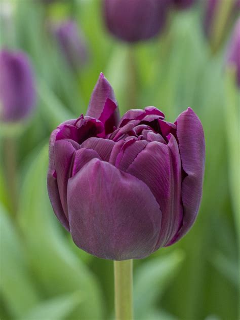python® tulip van haaster nevada b v