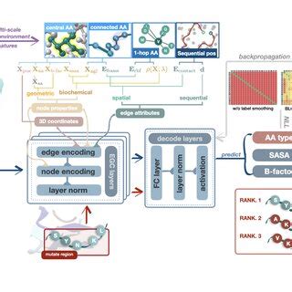 An Illustration Of The Proposed Method For Variant Effect Predictions Download Scientific