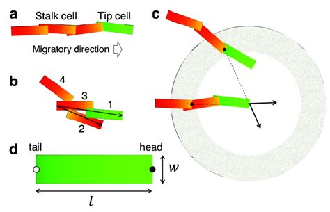 The Essence Of Our Computational Model A Vascular Endothelial Cells Download Scientific