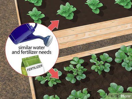 Easy Ways To Fix Root Rot WikiHow