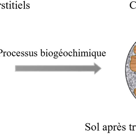 Schematic Of Caco3 Precipitation By Biocalcification In The Download Scientific Diagram