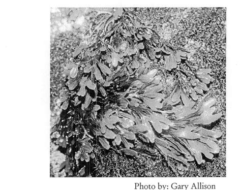 Figure 1 1 From Habitat Forming Intertidal Algae Across Wave Exposures An Experimental