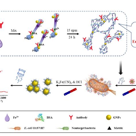 Schematic Illustration Of The Sers Detection Biosensor A Principle Download Scientific