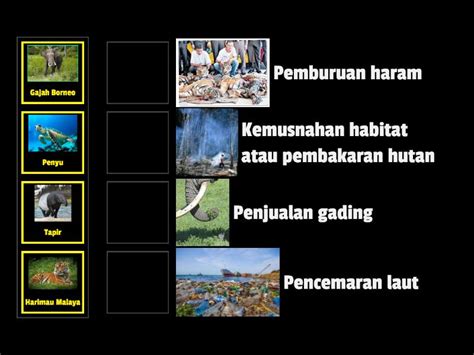 Punca Kepupusan Haiwan Match Up