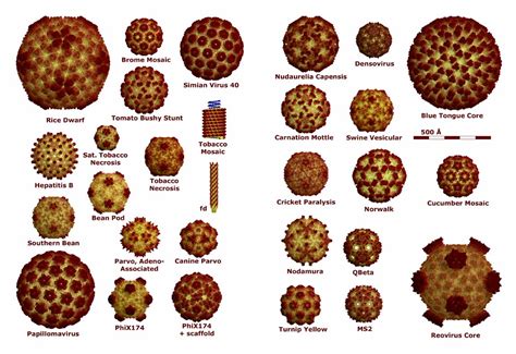 Viruses History Of Virology History Of Virology Names And Classification Of Viruses