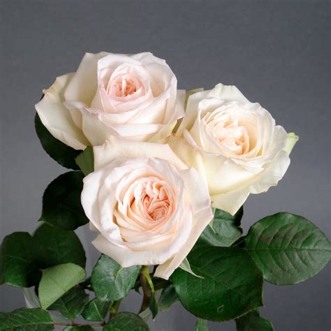 Купить цветы пионовидные садовые розы в Воронеже Заказать цветы пионовидные садовые розы с