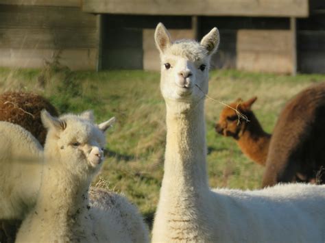 How To Run Llama 33 70b Locally Mac Windows Linux