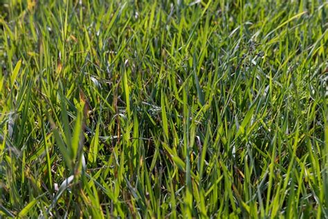 Premium Photo Green Repeatedly Mown Grass In The Meadow