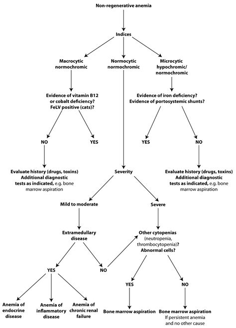 Diagnostic Algorithm For A Non Regenerative Anemia EClinpath