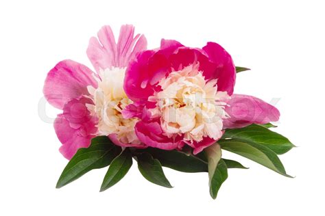 Beautiful Peony Flower Isolated Stock Image Colourbox