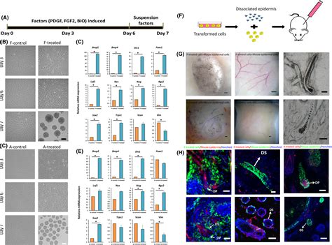 Cell Proliferation Cell Biology Journal Wiley Online Library