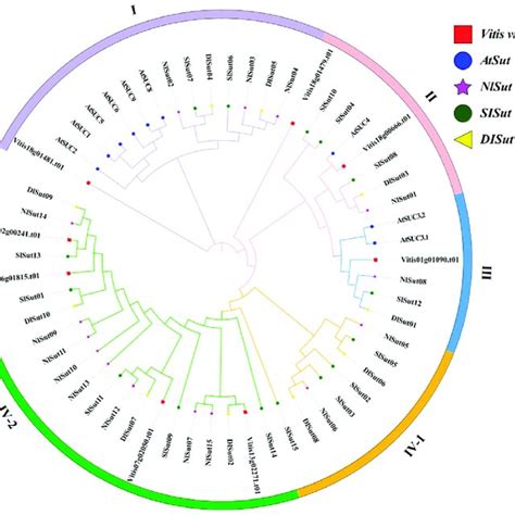 Phylogenetic Analysis Of Sut Proteins From Five Species Litchi Download Scientific Diagram