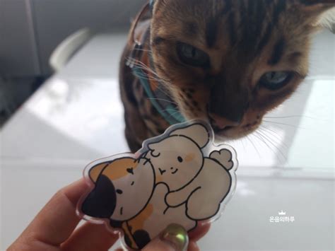 비마이펫 고양이 스마트톡 삼색리리 귀여운 아크릴톡 비마이펫 크리에이터즈