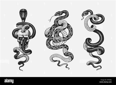 Indian Constrictor Snake Stock Vector Images Alamy