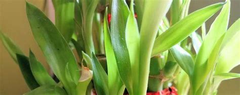 节节高花怎么养才能更旺盛 节节高花养得旺盛的方法介绍 知秀网