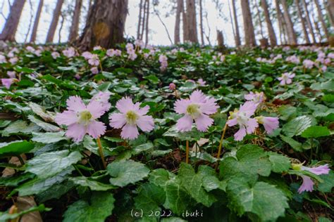 春を感じる富山舟戸イワウチワ群生地 栃木県那珂川町 旅かめら