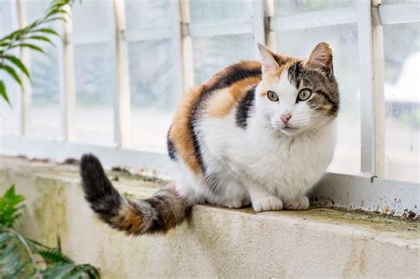 Why Do Cats Wag Their Tails What A Cat Wagging Its Tail Means