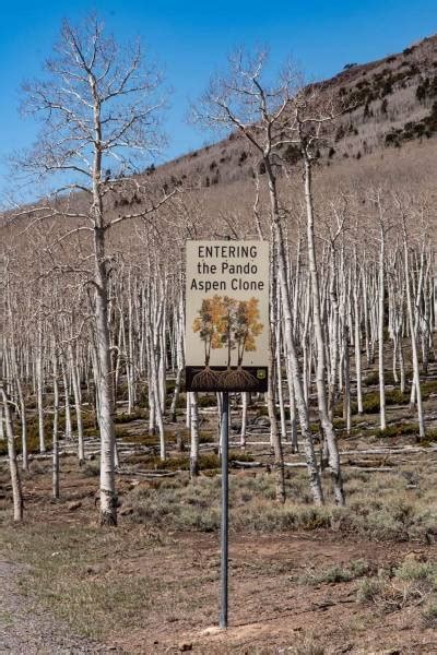 Meet Pando Not A Forest But A Single Tree Every Tumbex