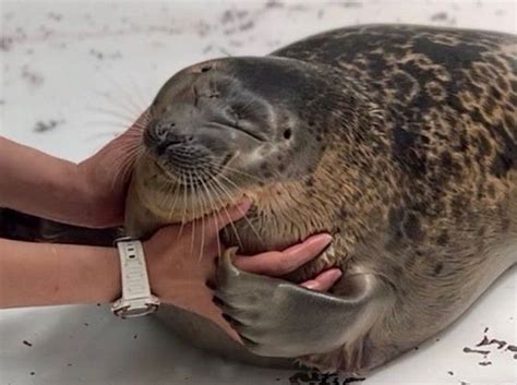 Seal Facts Types Diet Reproduction Classification Pictures Artofit