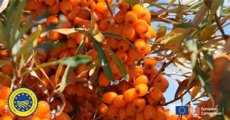 “УВС ЧАЦАРГАНА” ГАЗАР ЗҮЙН ЗААЛТЫГ ЕВРОПЫН ХОЛБООНД ХАМГААЛУУЛАХААР БҮРТГҮҮЛЛЭЭ