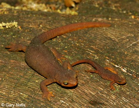 California Newt Taricha Torosa
