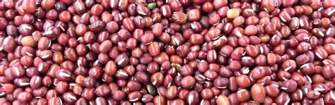 Phaseolus Angularis Chi Xiao Dou Medicinetraditions Medicine Traditions