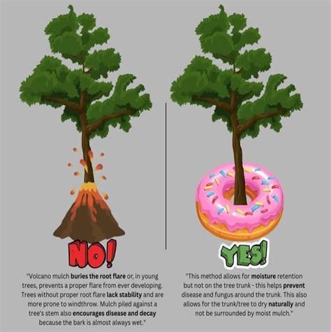 Tree Mulching Techniques How To Mulch Trees And Shrubs Mulch Types