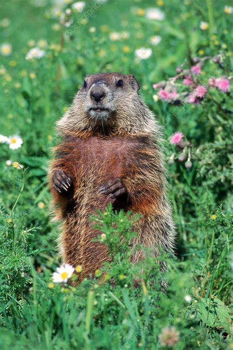 Woodchuck Stock Image Z918 0293 Science Photo Library