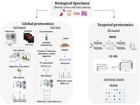 Outline Of The Commonly Used Proteomics Strategies Global Proteomics