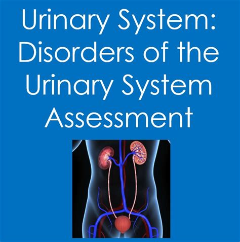 Disorders Of The Urinary System Assessment Anatomy And Physiology Made By Teachers