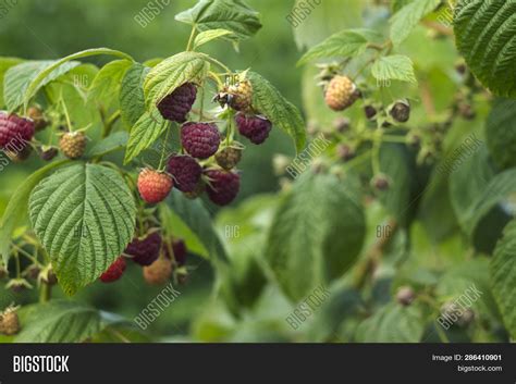Ripe Red Raspberry Image And Photo Free Trial Bigstock