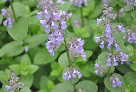8 სასარგებლო მცენარე რომელიც კოღოებს თქვენი ეზოდან და ნაკვეთიდან განდევნის