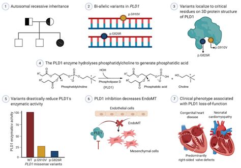 Biallelic Loss Of Function Variants In Pld1 Cause Congenital Right Sided Cardiac Valve Defects