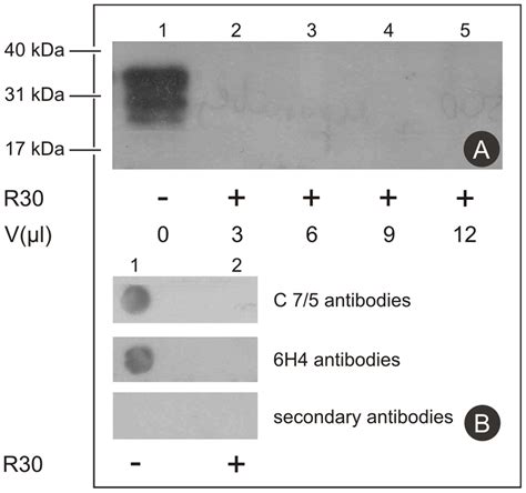 Detection Of Smaller Sized Peptides As A Result Of Prpsc Digestion A