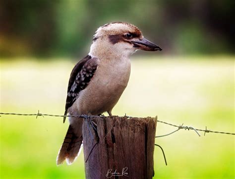 Kookaburra Wallpapers Top Free Kookaburra Backgrounds Wallpaperaccess