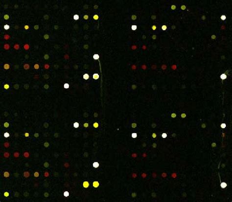 Microarray Showing The Simultaneous Detection Of Potato Virus X And Download Scientific Diagram