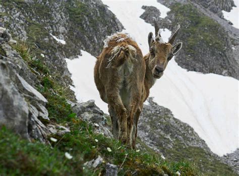 Top 10 Animals And Wildlife In The Alps Animals Around The Globe