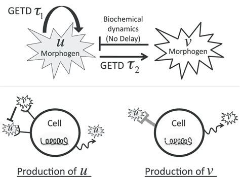 Two Morphogen Model In The Absence Of Gene Expression Time Delays Download Scientific Diagram