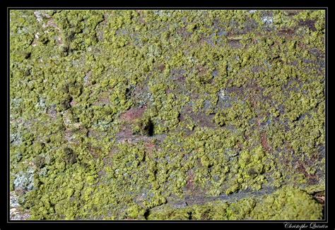 Pleurococcus Botanical Realm