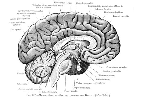 Subcortical Vs Cortical Processing Why It Matters In Rehabilitation Mst4brains