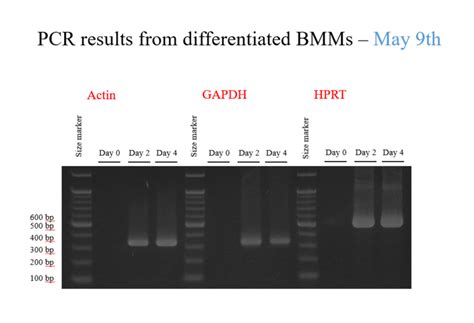 150 Questions With Answers In Dna Quantification Scientific Method