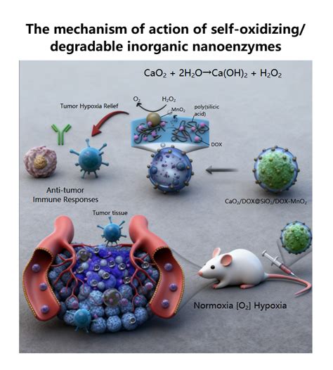 Tumor Hypoxia Relief With Cao2doxsio2dox Mno2 Edrawmax Templates