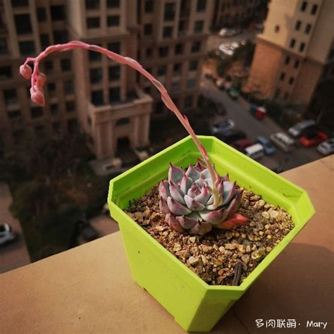 春天，又是一年多肉开花的季节 多肉联萌