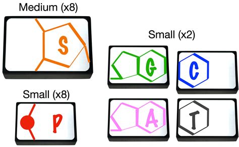 Modeling DNA With Switch Its The Wonder Of Science